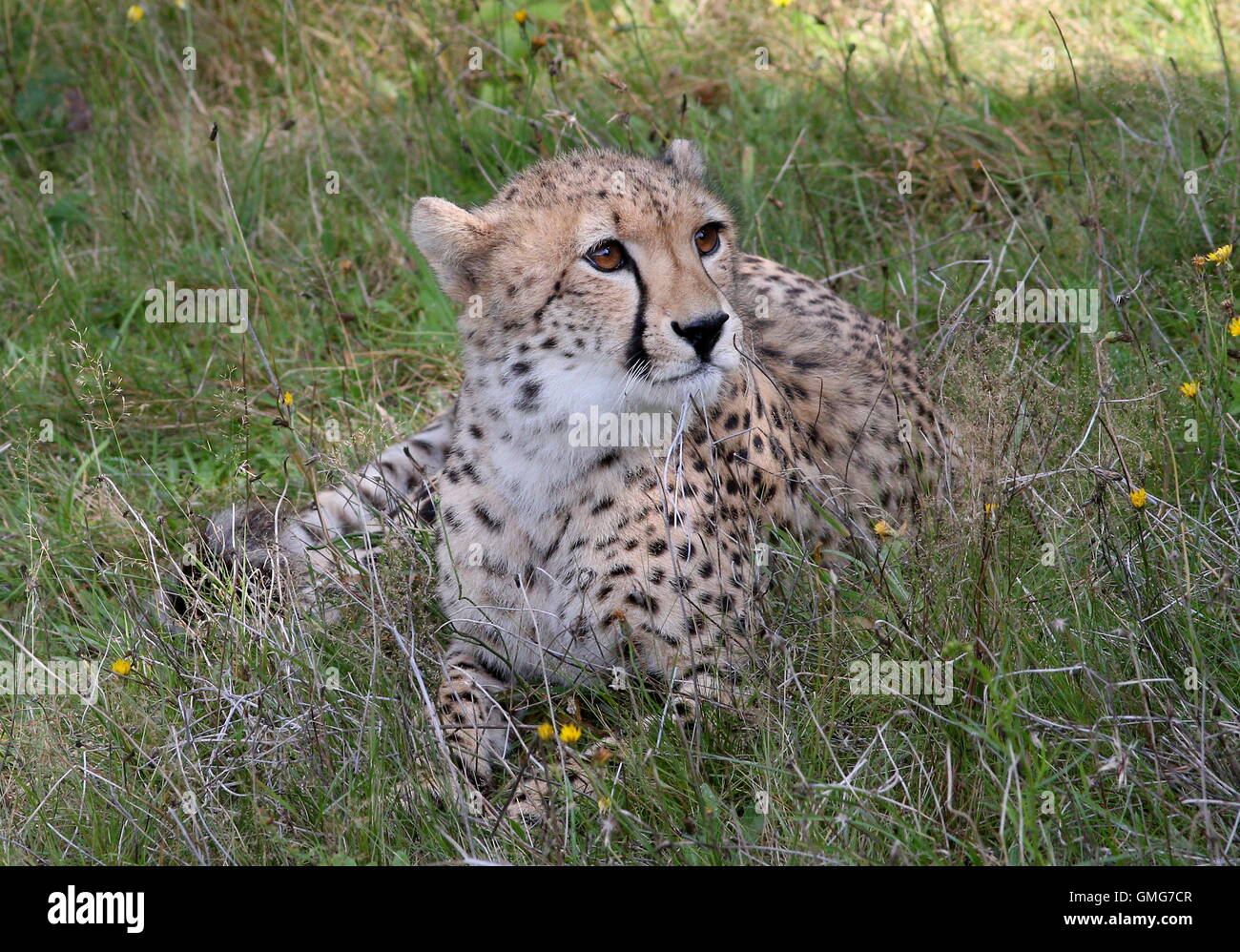 Resting but alert cheetahs hi-res stock photography and images - Alamy