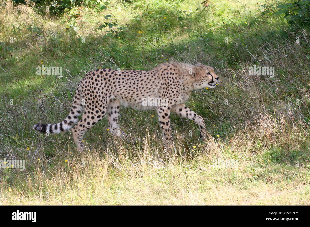 African cheetas hi-res stock photography and images - Alamy