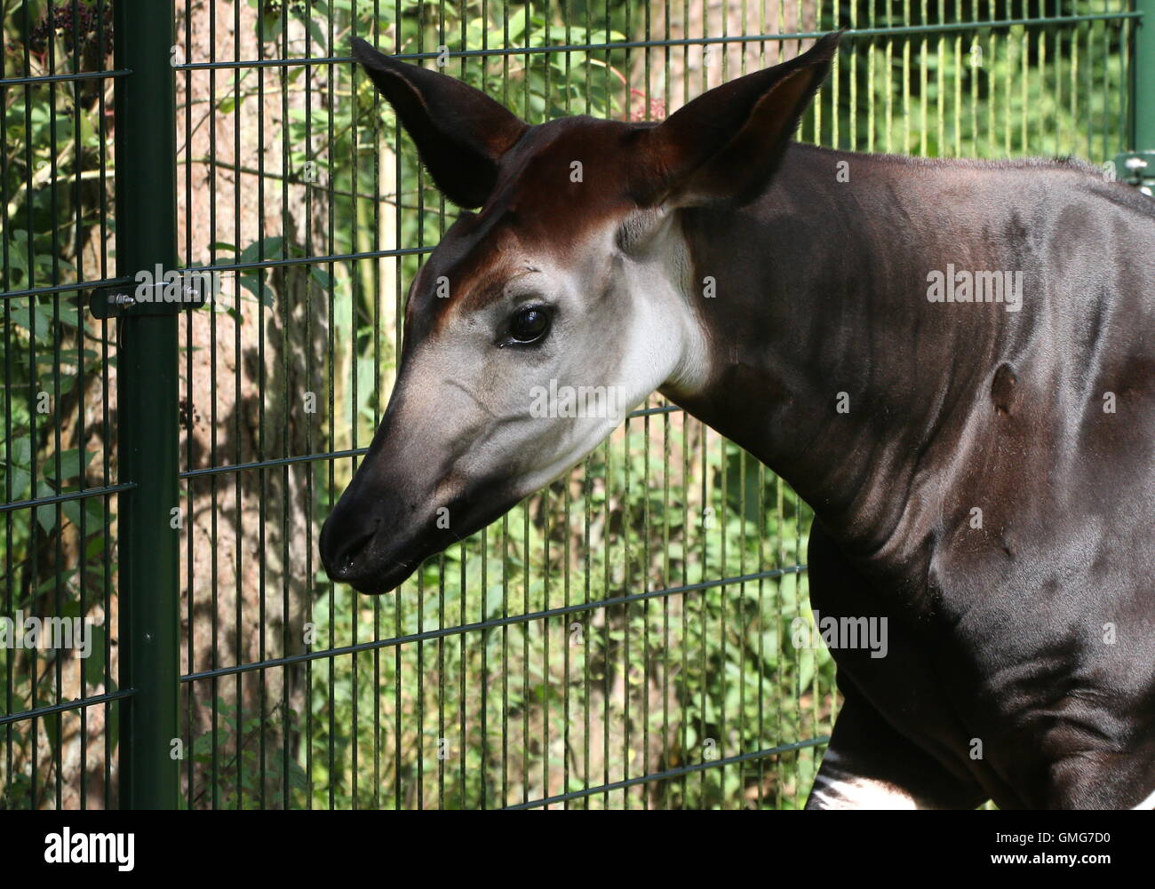 Female okapi hi-res stock photography and images - Alamy