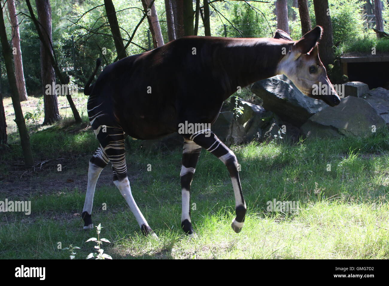 Head of a female Central African Okapi (Okapia johnstoni Stock Photo ...