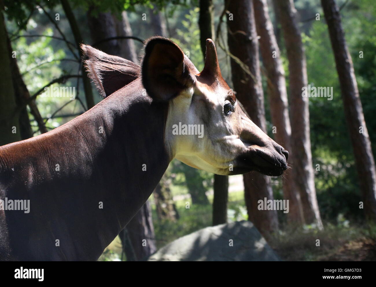 Head of a female Central African Okapi (Okapia johnstoni Stock Photo ...