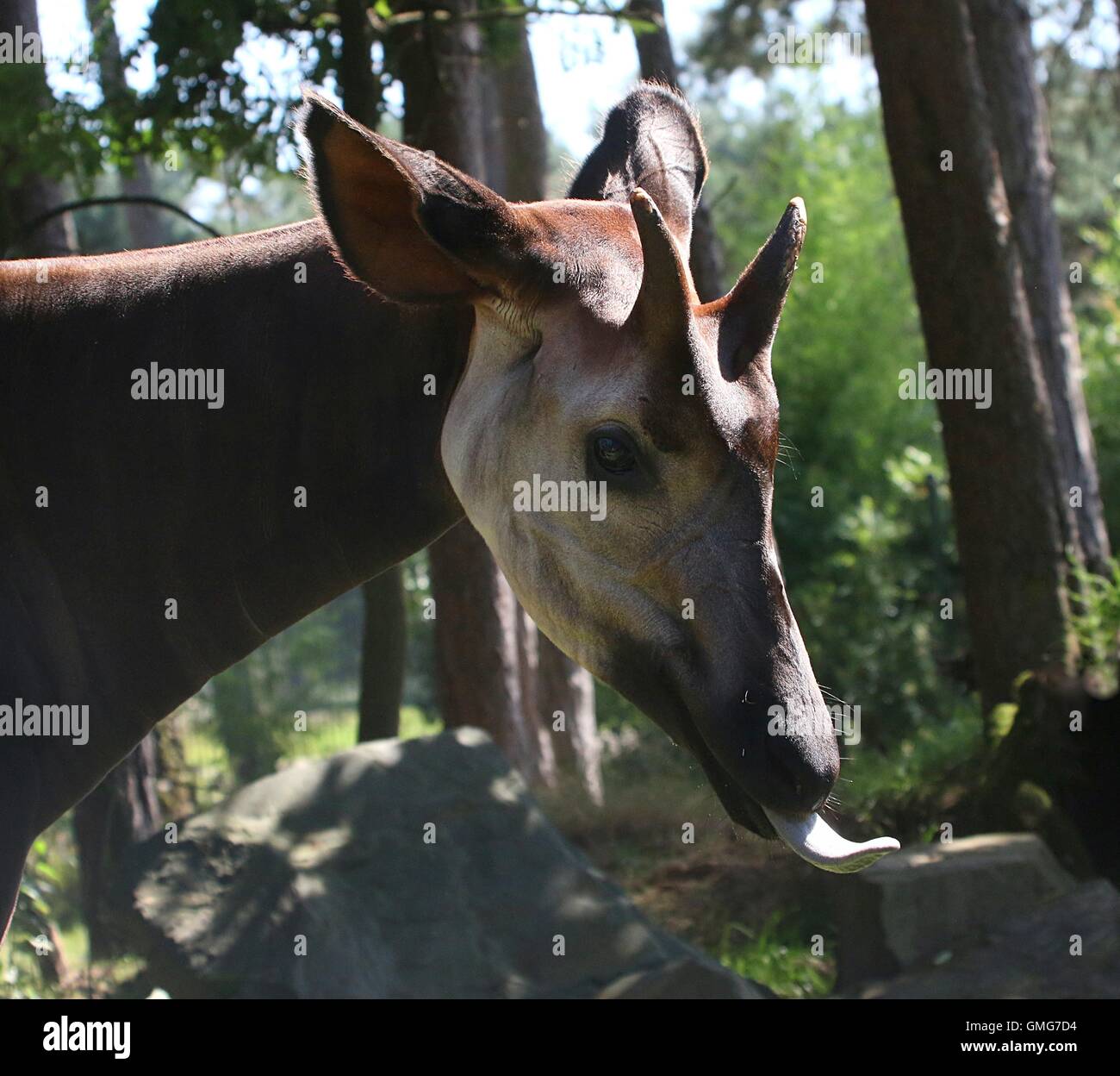 Okapi Hoofed Animals High Resolution Stock Photography and Images - Alamy