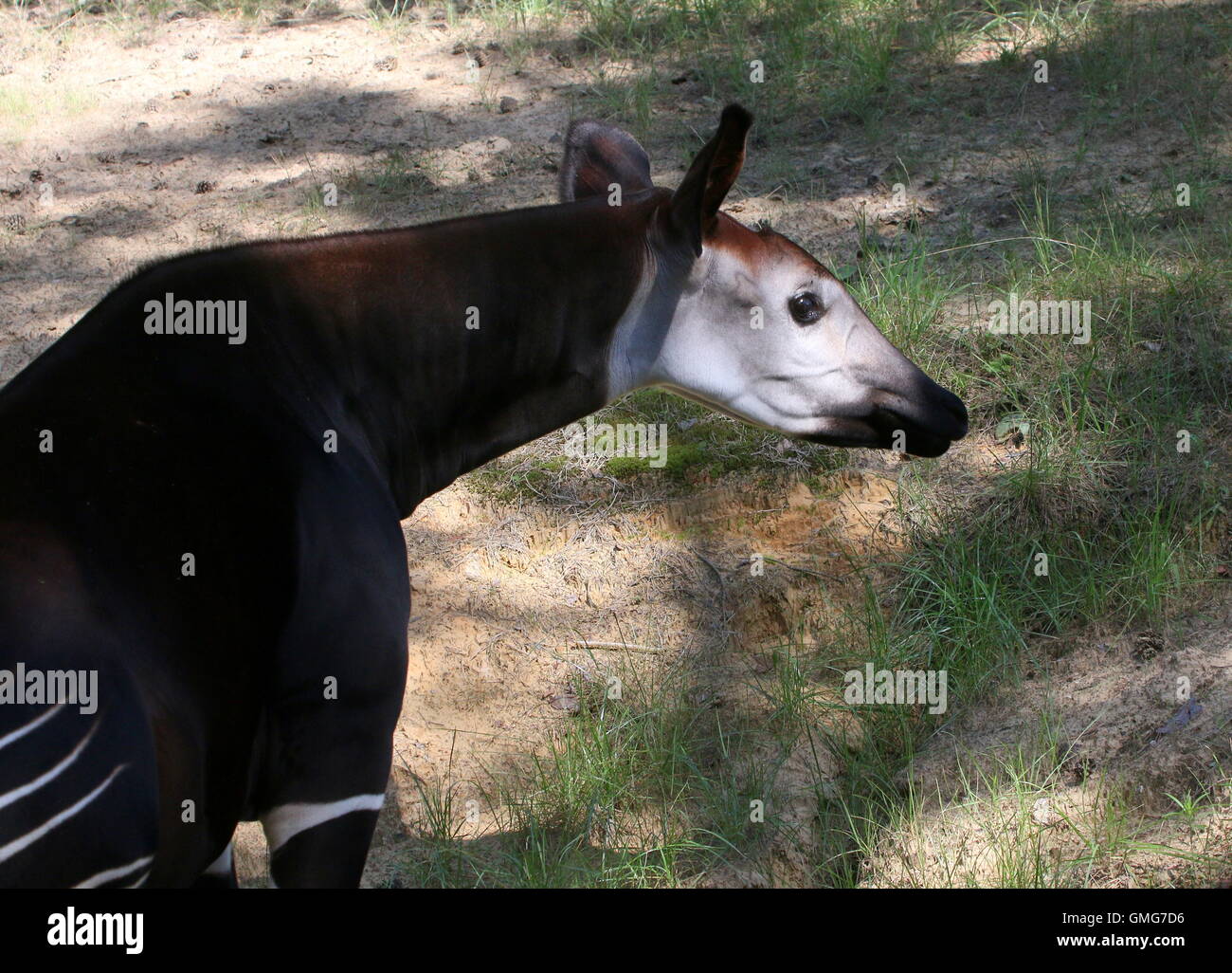 Upper body of a female Central African Okapi (Okapia johnstoni Stock ...