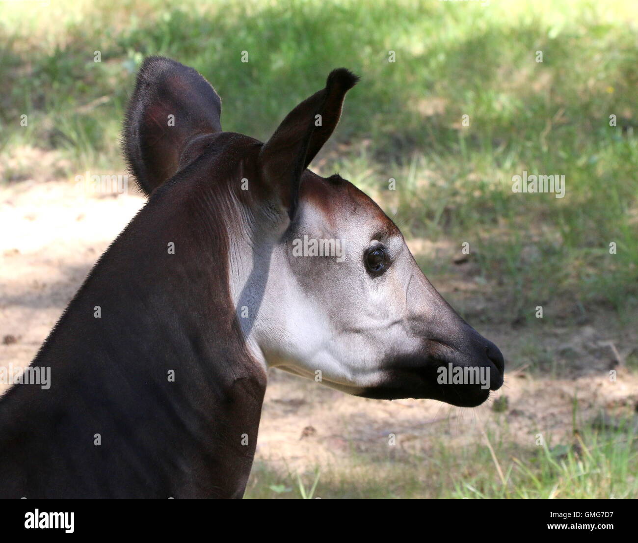Head of a female Central African Okapi (Okapia johnstoni Stock Photo ...