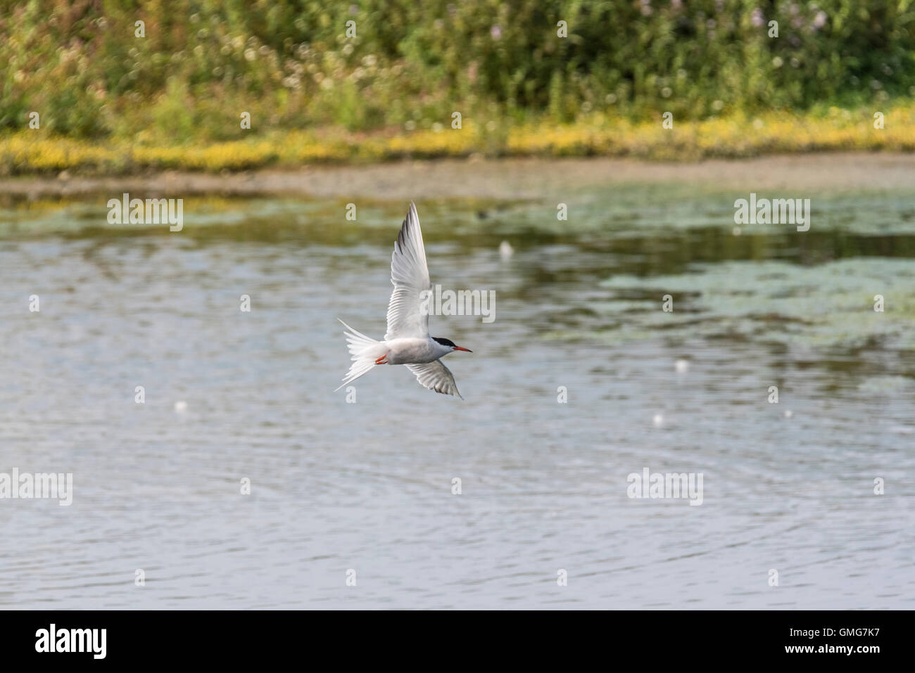 A young Common Tern flying Stock Photo - Alamy
