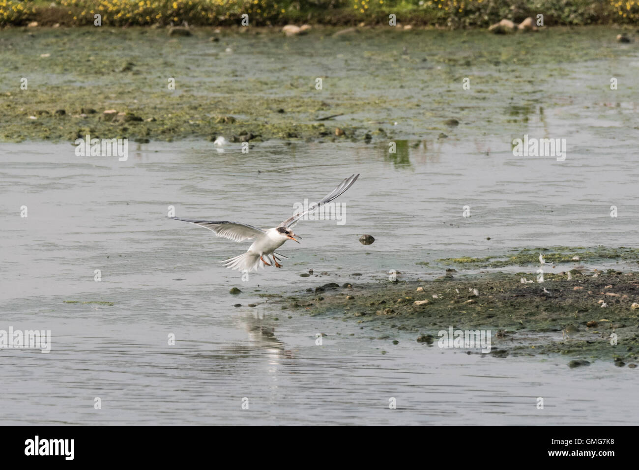 A fledged Common Turn landing Stock Photo - Alamy
