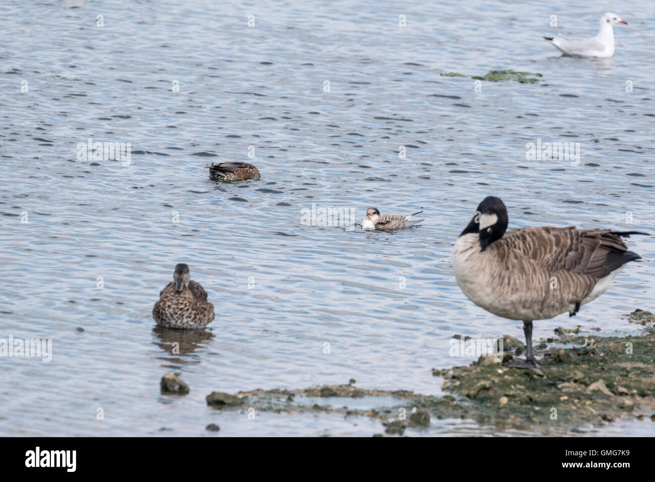 A young Common Tern (Sterna hirundo) swimming Stock Photo - Alamy