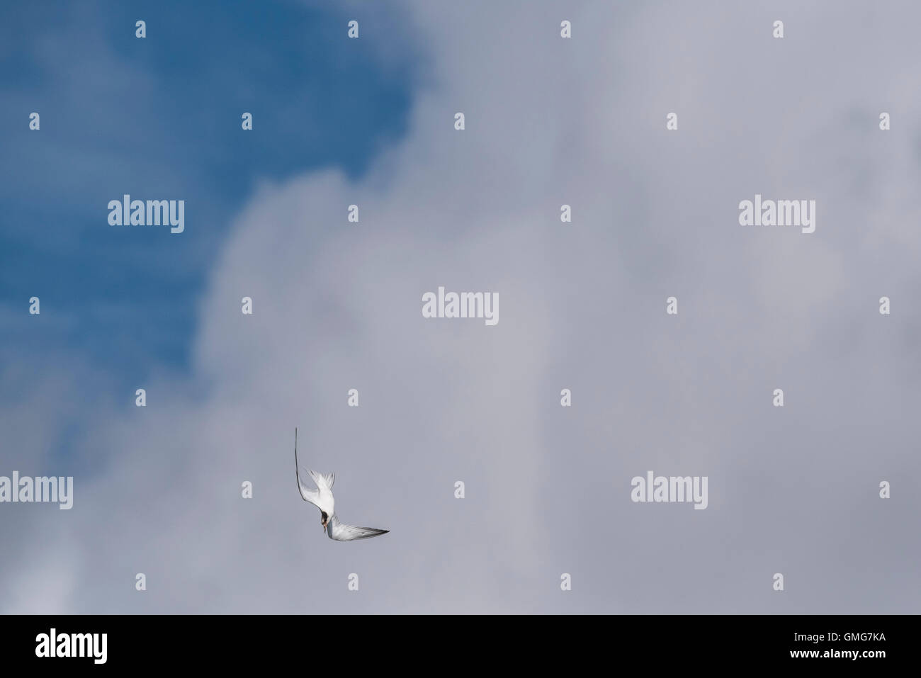 A fledged Common Turn flying Stock Photo - Alamy