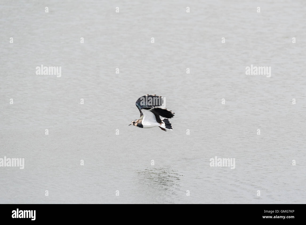 A Lapwing flying low over water Stock Photo - Alamy