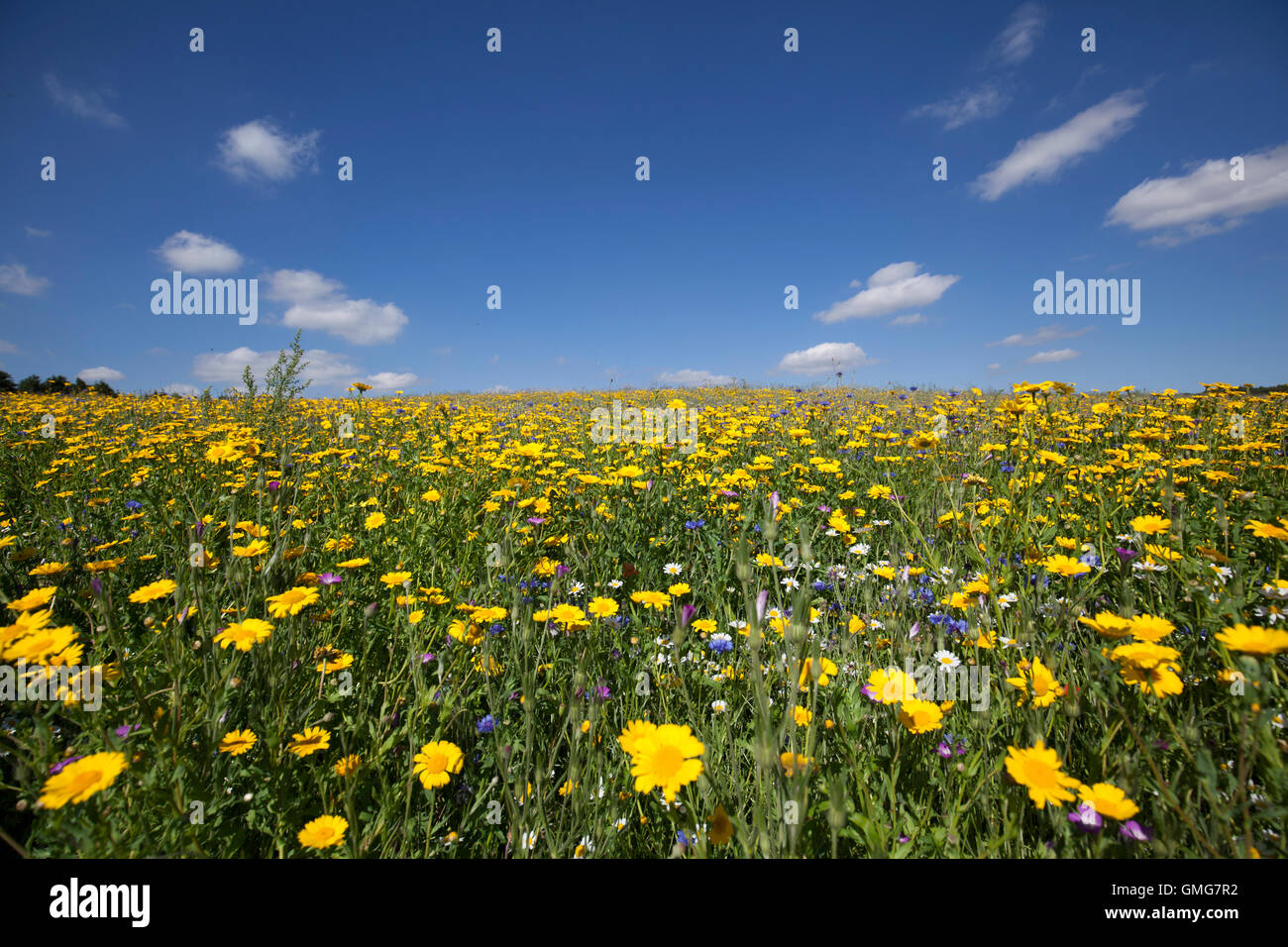 Blue sky and field of flowers Stock Photo - Alamy