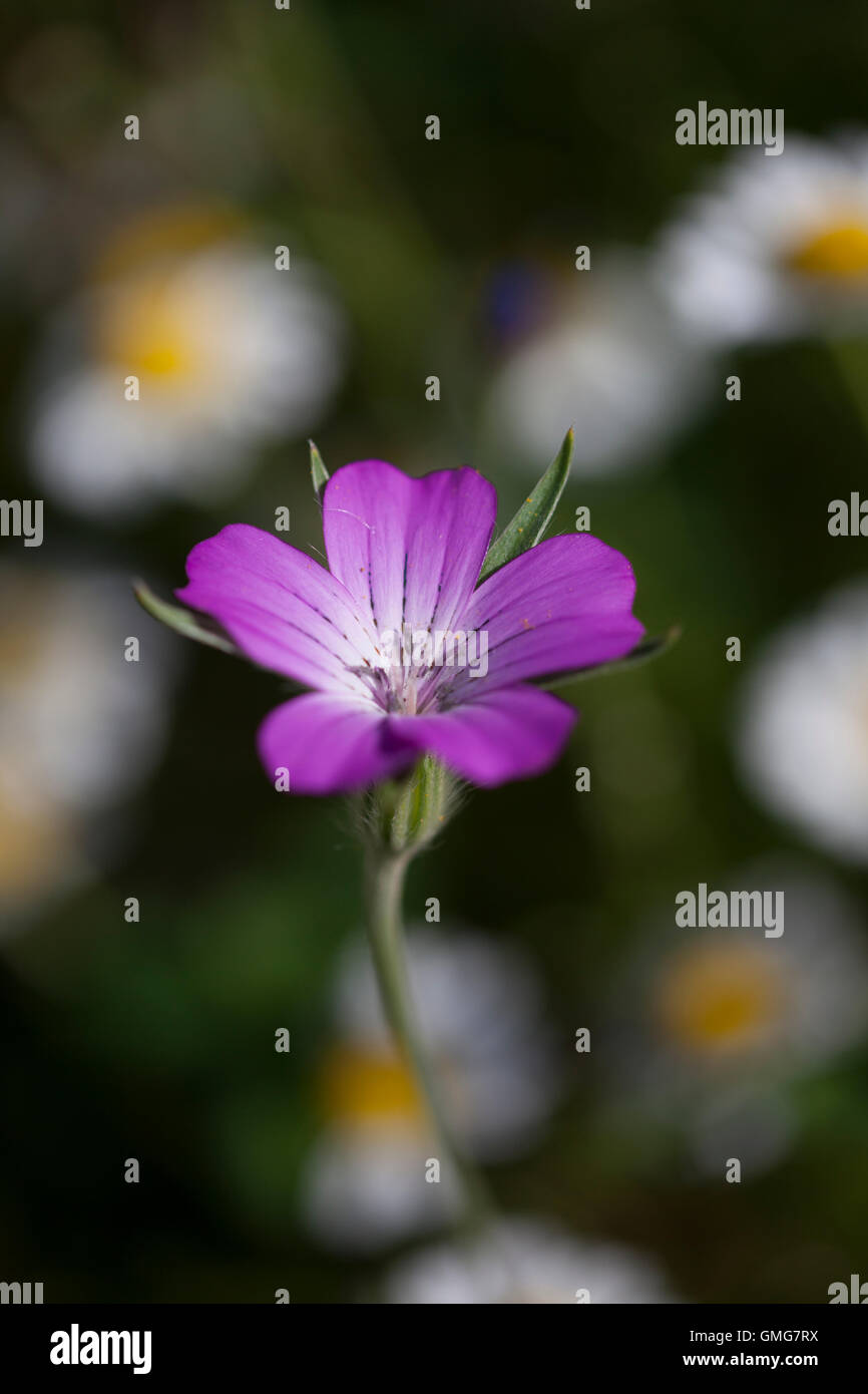 single purple flower in cotswold field Stock Photo - Alamy