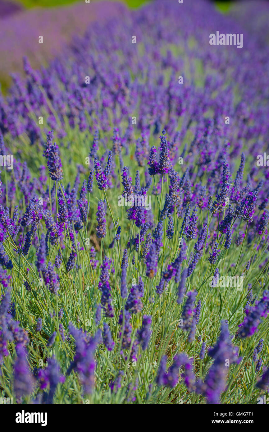Cotswold field with flowers hi-res stock photography and images - Alamy