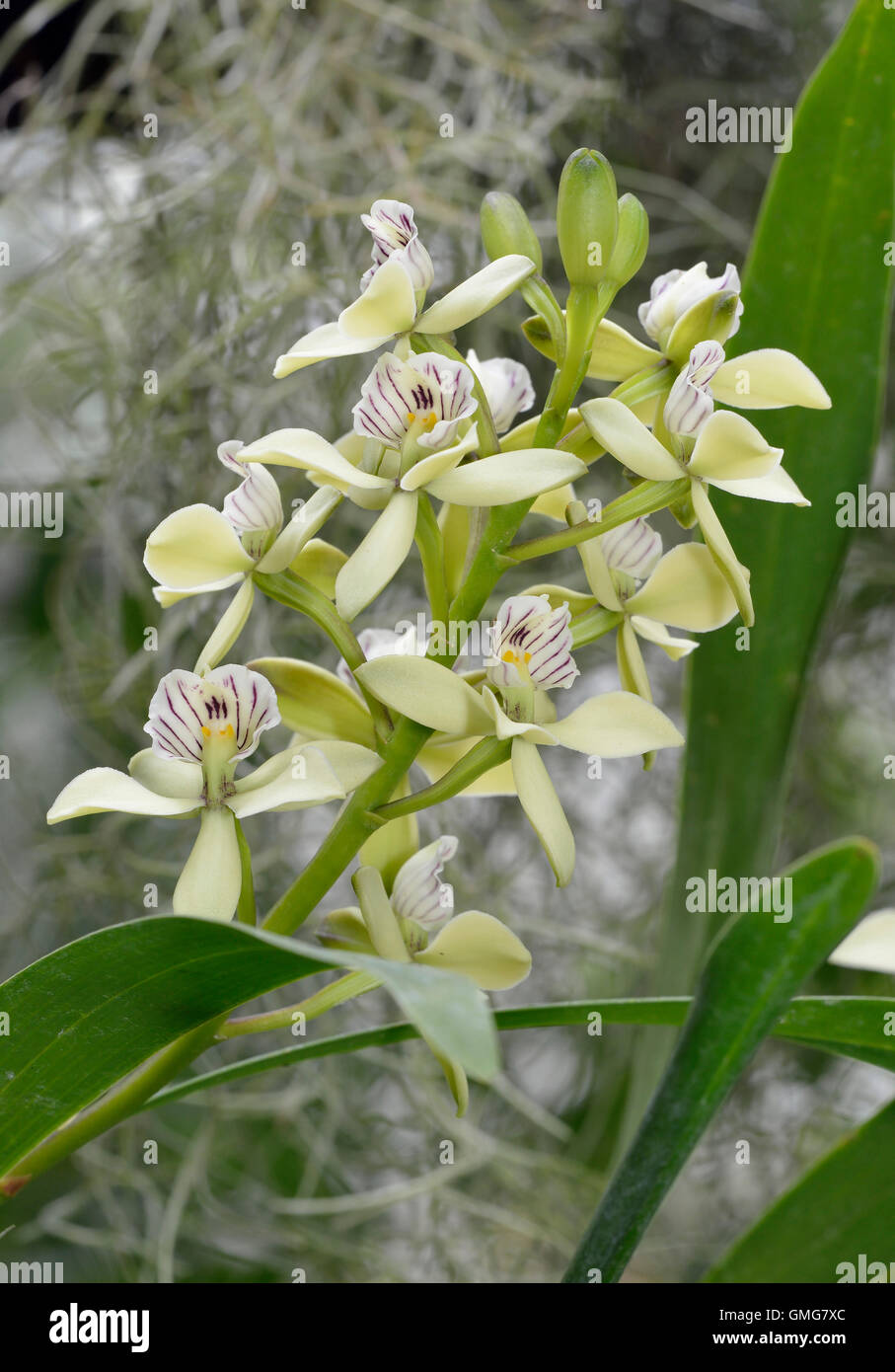 Lined Petal Prosthechea Orchid - Prosthechea radiata From Central ...