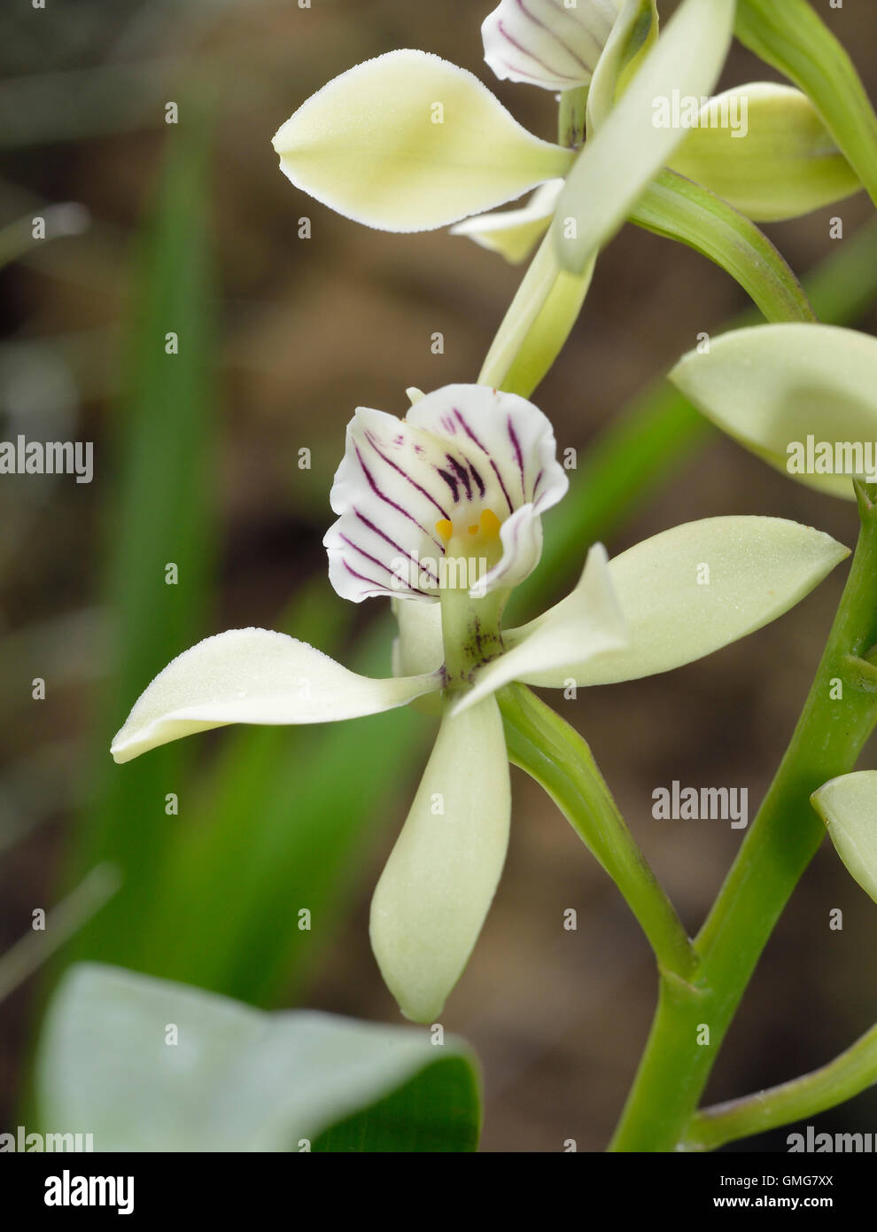 Prosthechea radiata hi-res stock photography and images - Alamy