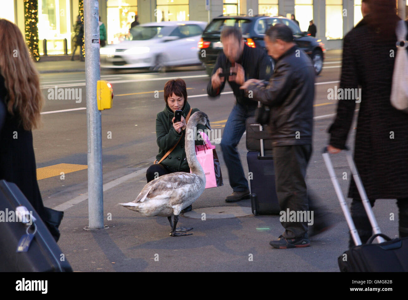 People take pictures of goose 2 Stock Photo - Alamy