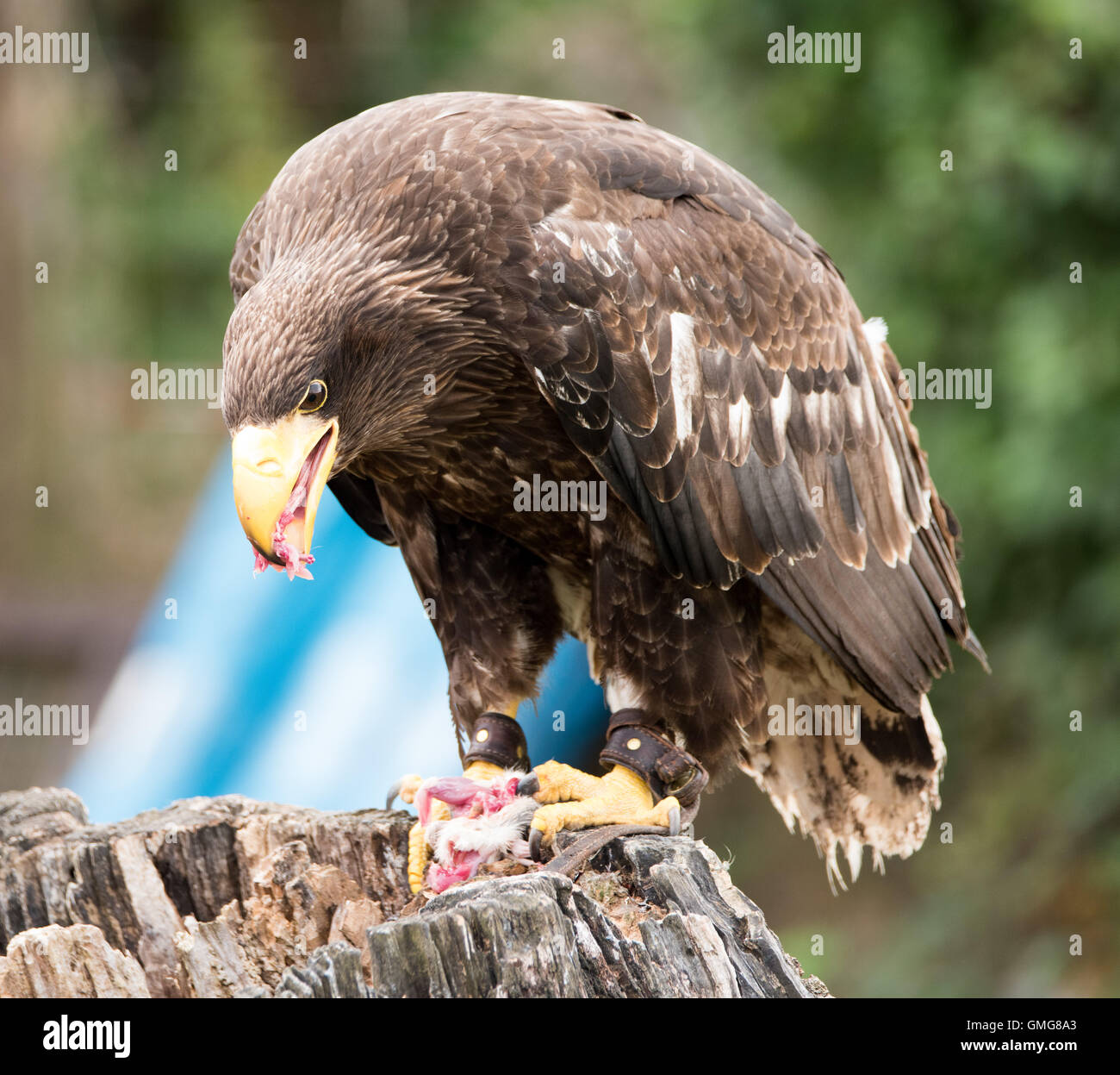 Sea Eagle at Eagle Heights, Kent Stock Photo - Alamy