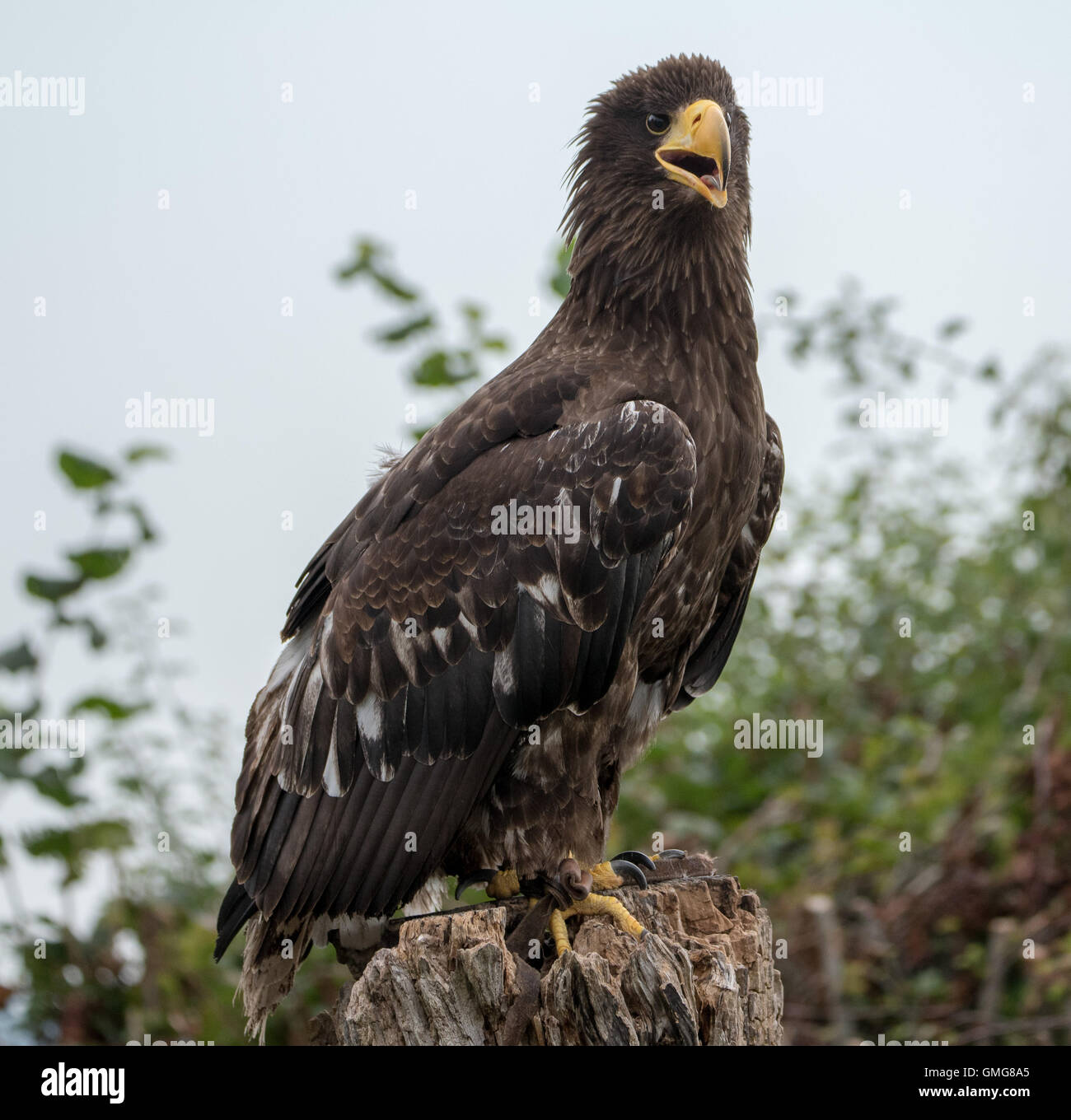 Sea Eagle at Eagle Heights, Kent Stock Photo - Alamy