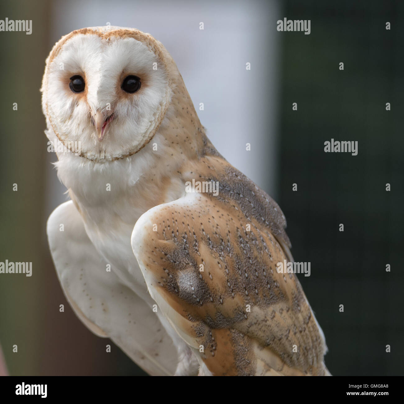 Regal owl hi-res stock photography and images - Alamy