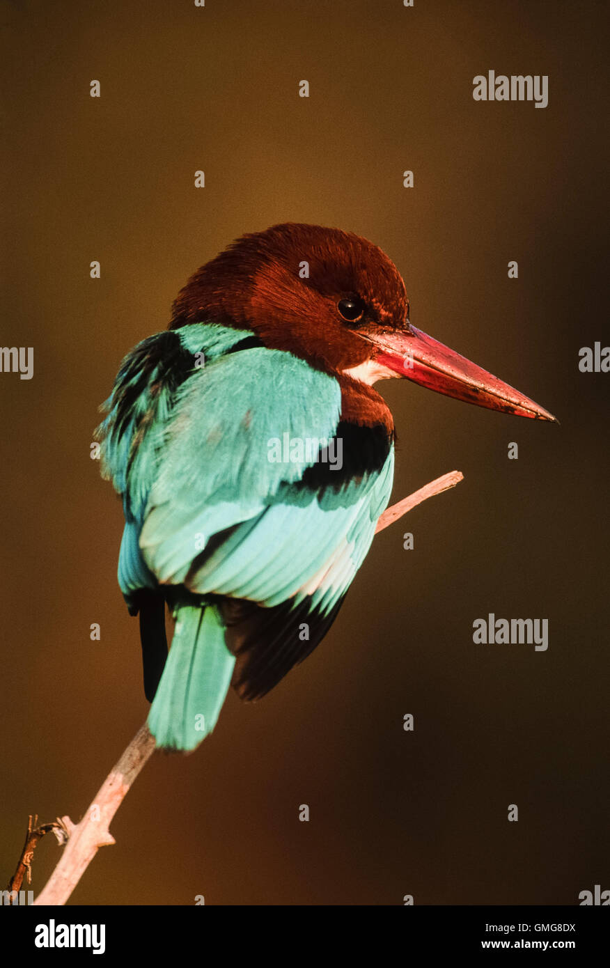 Indian kingfisher hi-res stock photography and images - Alamy