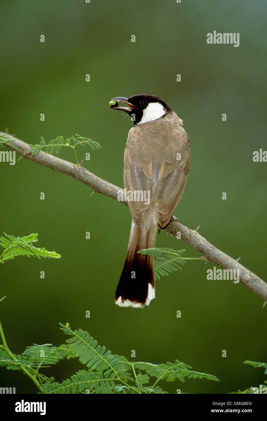 White-eared bulbul, (Pycnonotus leucosis), with berry in beak, Keoladeo ...