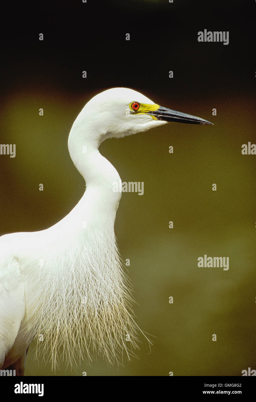 Filamentous feathers hi-res stock photography and images - Alamy