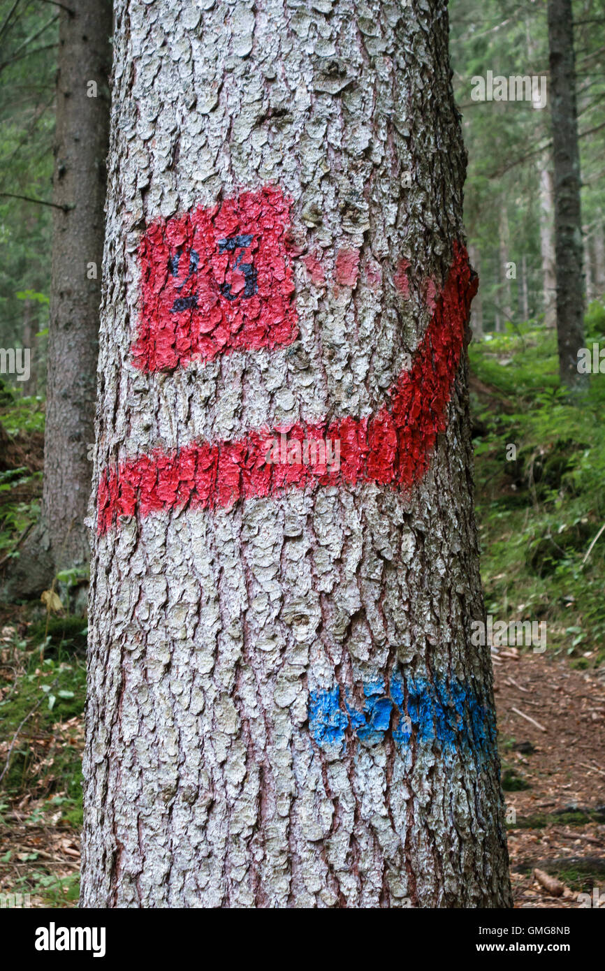 A route mark painted on a tree beside a long distance footpath through ...