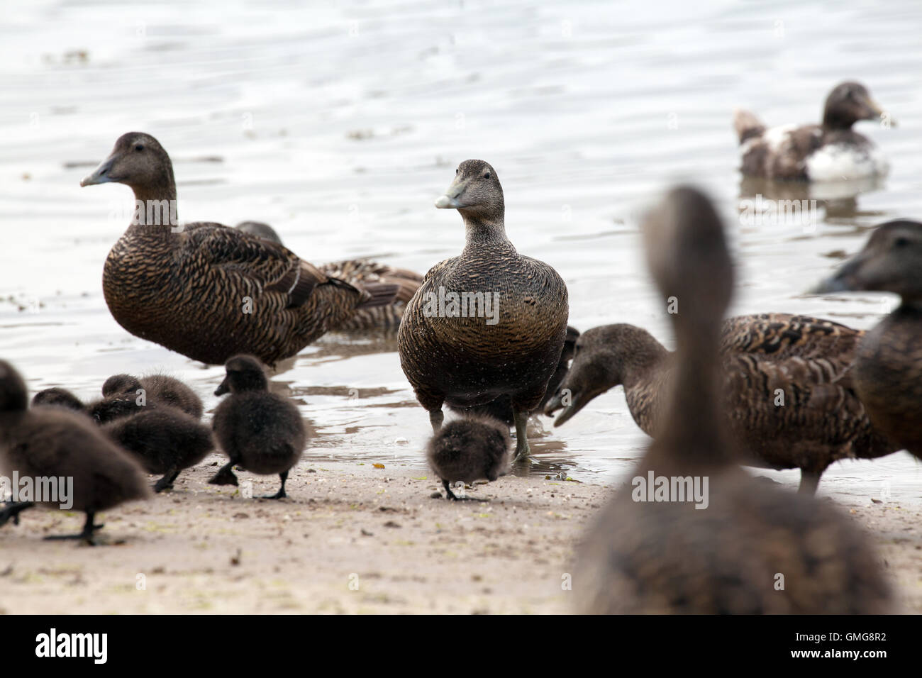 Eider ducks with chicks on Seahouses beach in Northumberland England ...