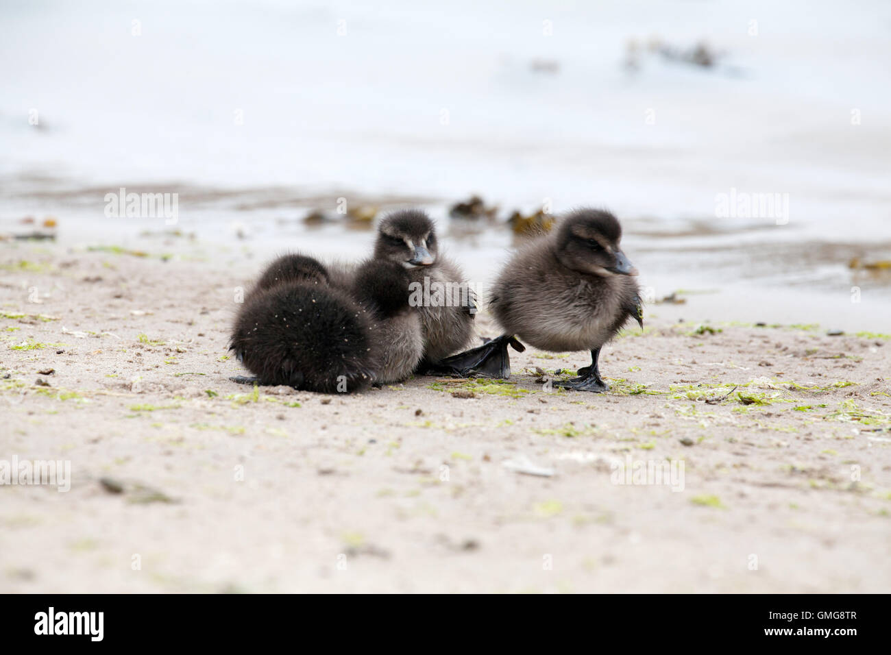 Eider ducks england hi-res stock photography and images - Alamy