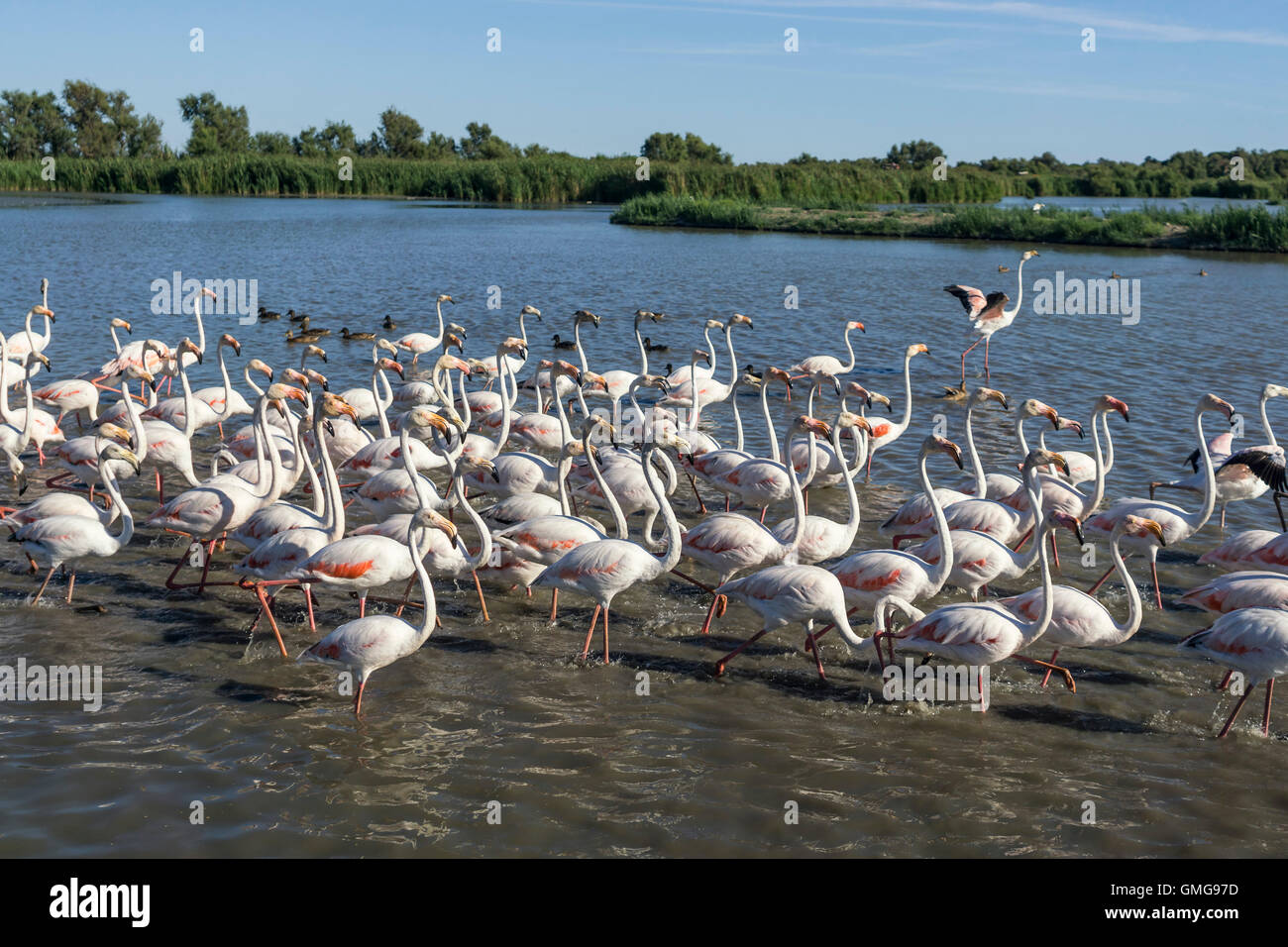 American flamingo migration hi-res stock photography and images - Alamy