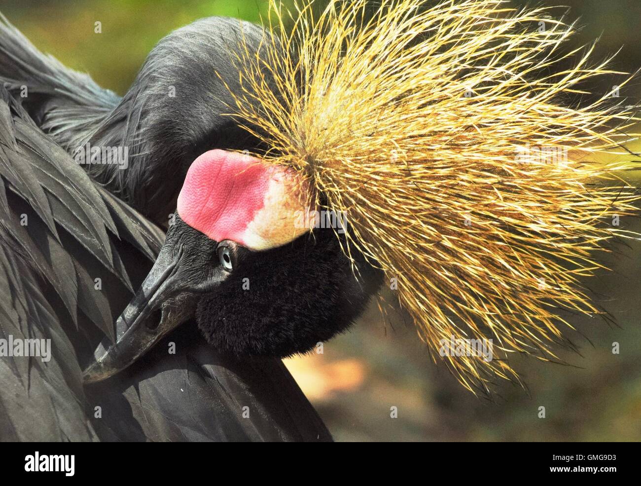 Preening the feathers Stock Photo - Alamy