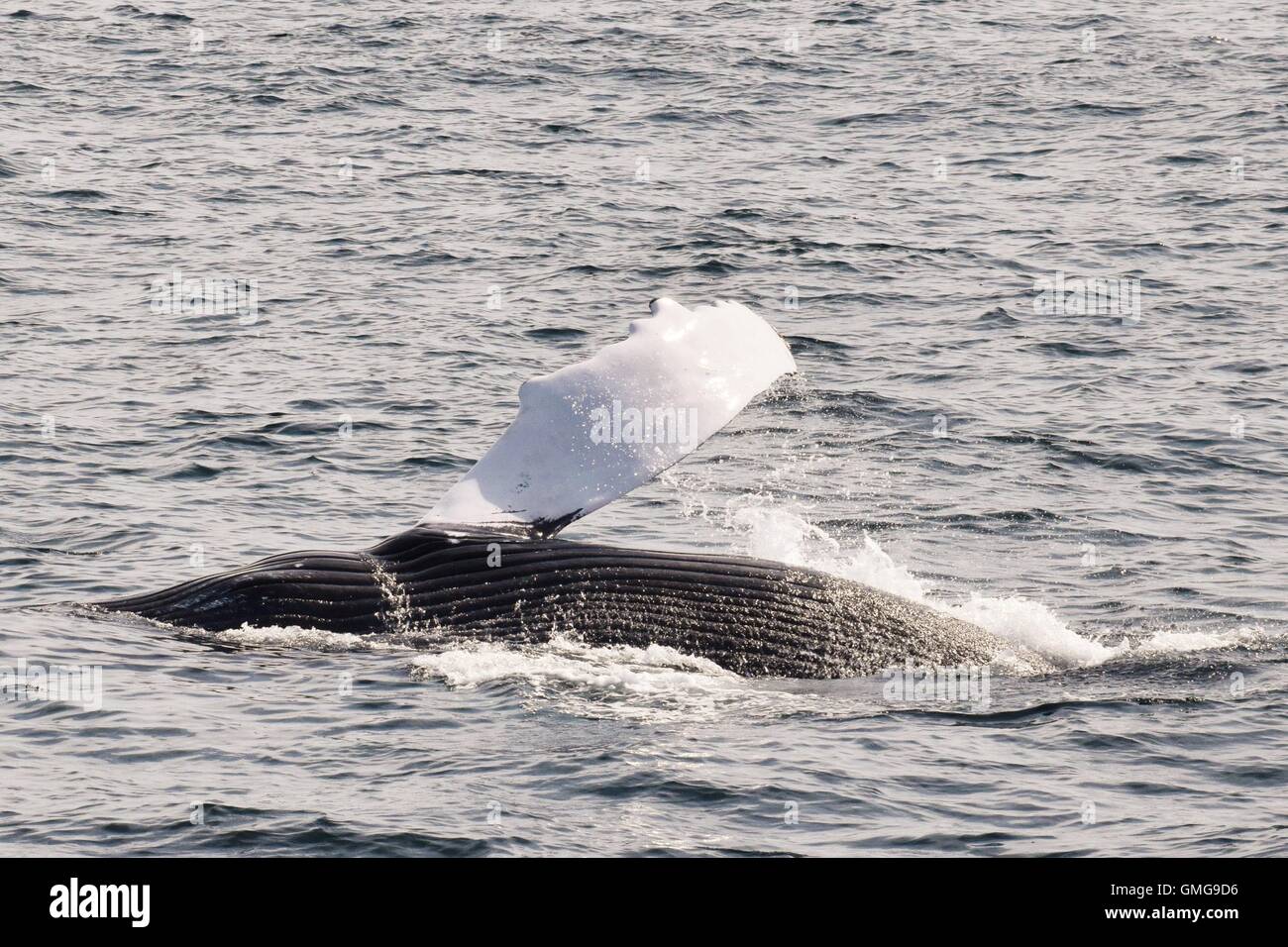 Humpback whales off the coast of Massachusetts, pectoral slapping ...