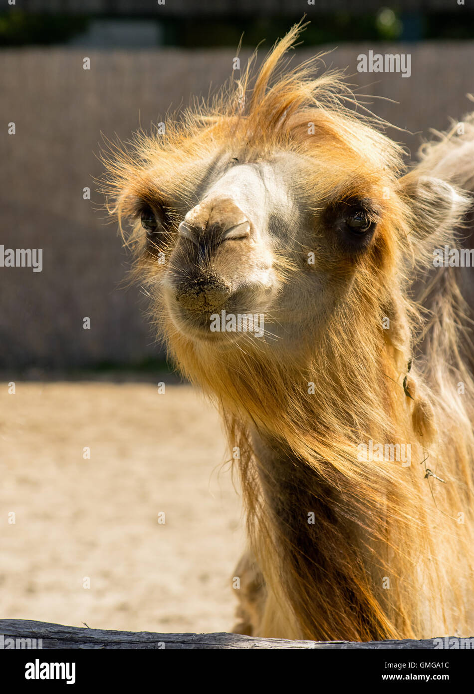 Funny face of a Bactrian camel (Camelus bactrianus Stock Photo - Alamy