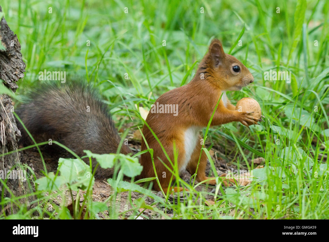 the photograph shows a squirrel on a tree Stock Photo - Alamy