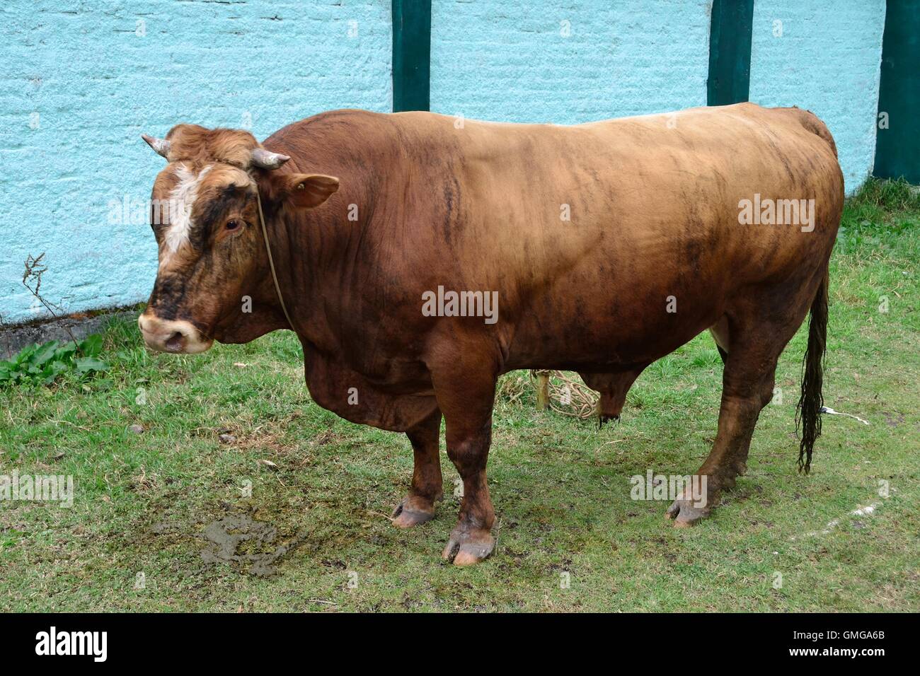 Bull - Agricultural fair - Fiestas de la Virgen del Carmen and Fiestas ...