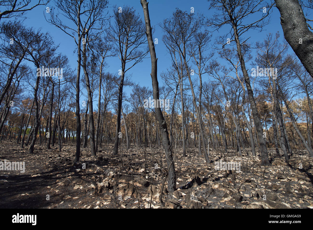 Land with trees after fire. Burned forest, charred trees, after fire ...