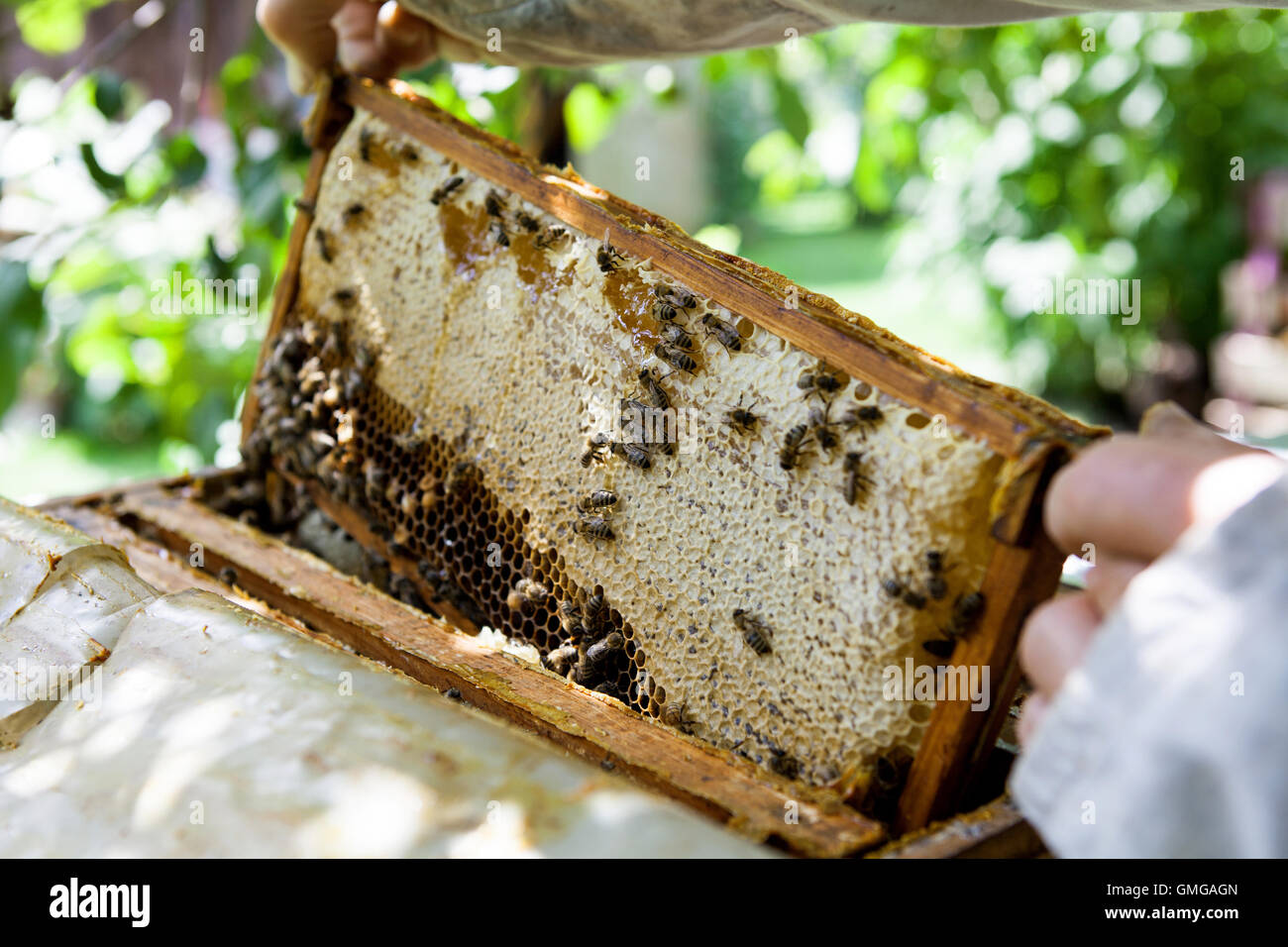 Honeycomb with bees and honey Stock Photo - Alamy