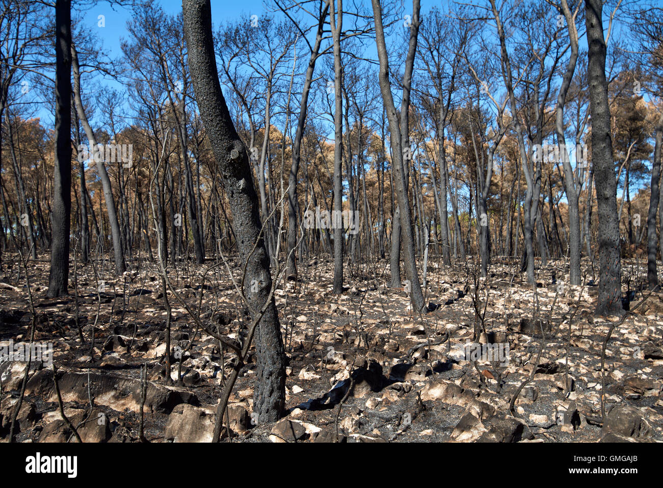 Land with trees after fire. Burned forest, charred trees, after fire ...
