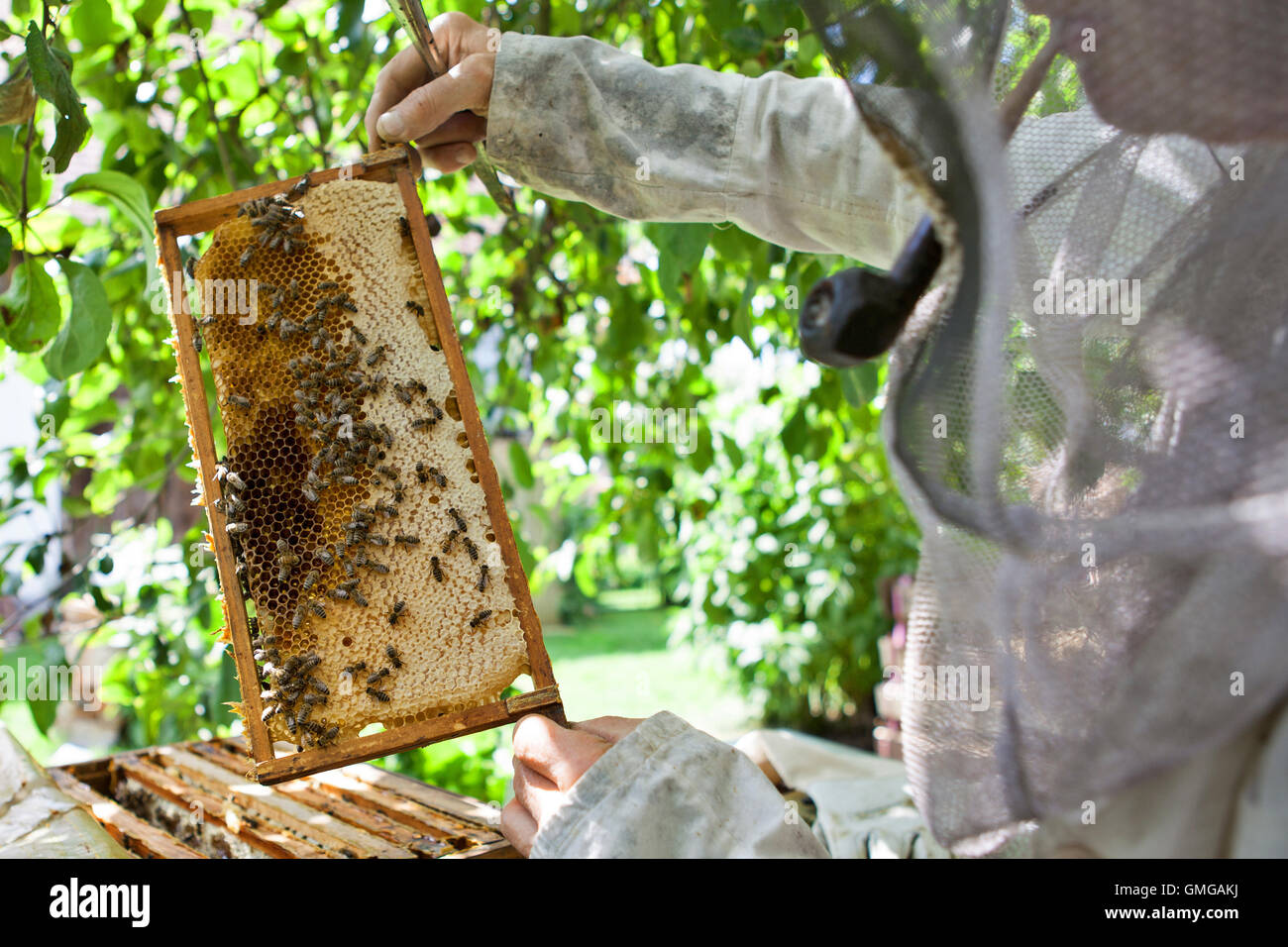 Honeycomb with bees and honey Stock Photo - Alamy