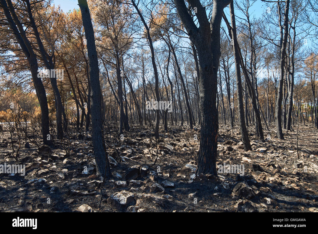 Land with trees after fire. Burned forest, charred trees, after fire ...