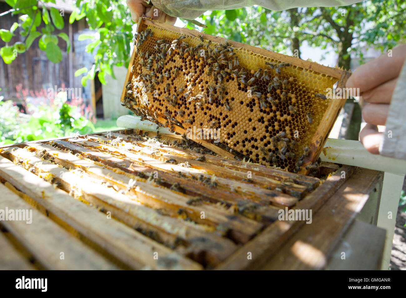 Honeycomb with bees and honey Stock Photo - Alamy