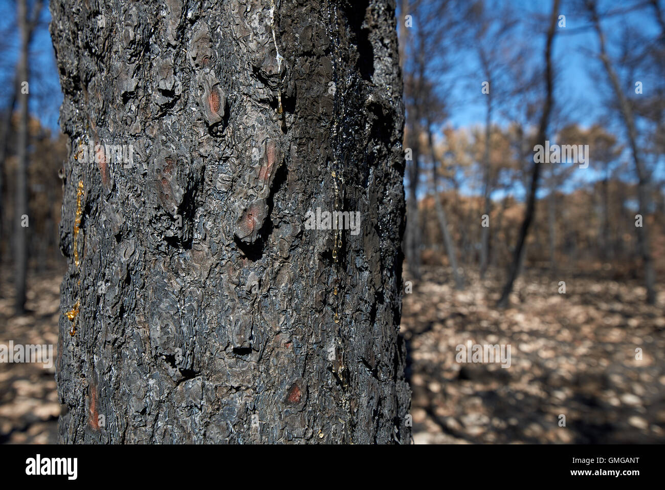 Land with trees after fire. Burned forest, charred trees, after fire ...