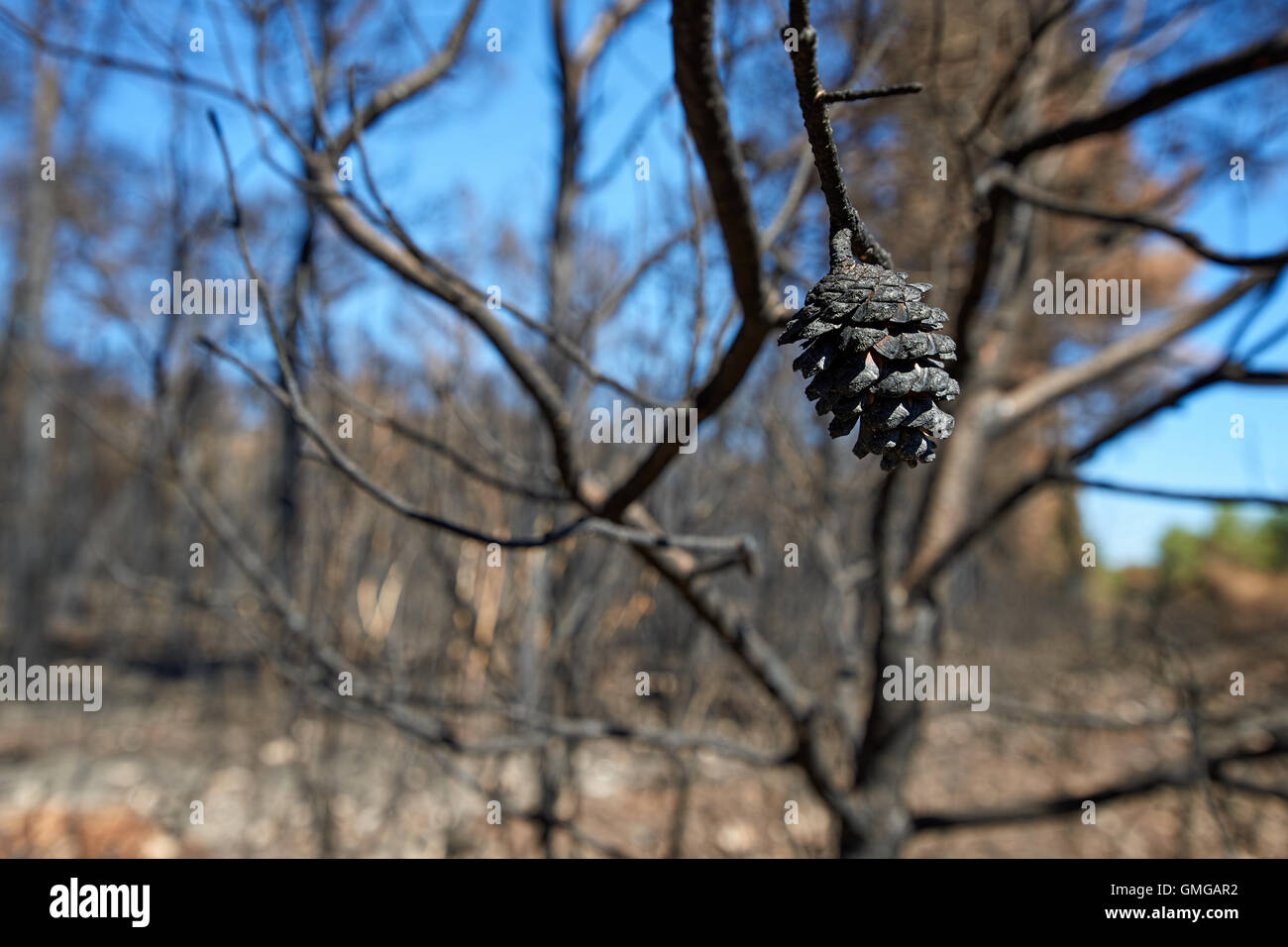 Land with trees after fire. Burned forest, charred trees, after fire ...