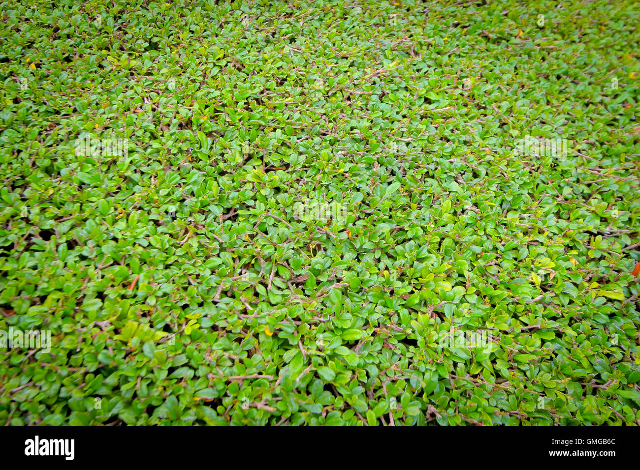 leave green background Stock Photo - Alamy