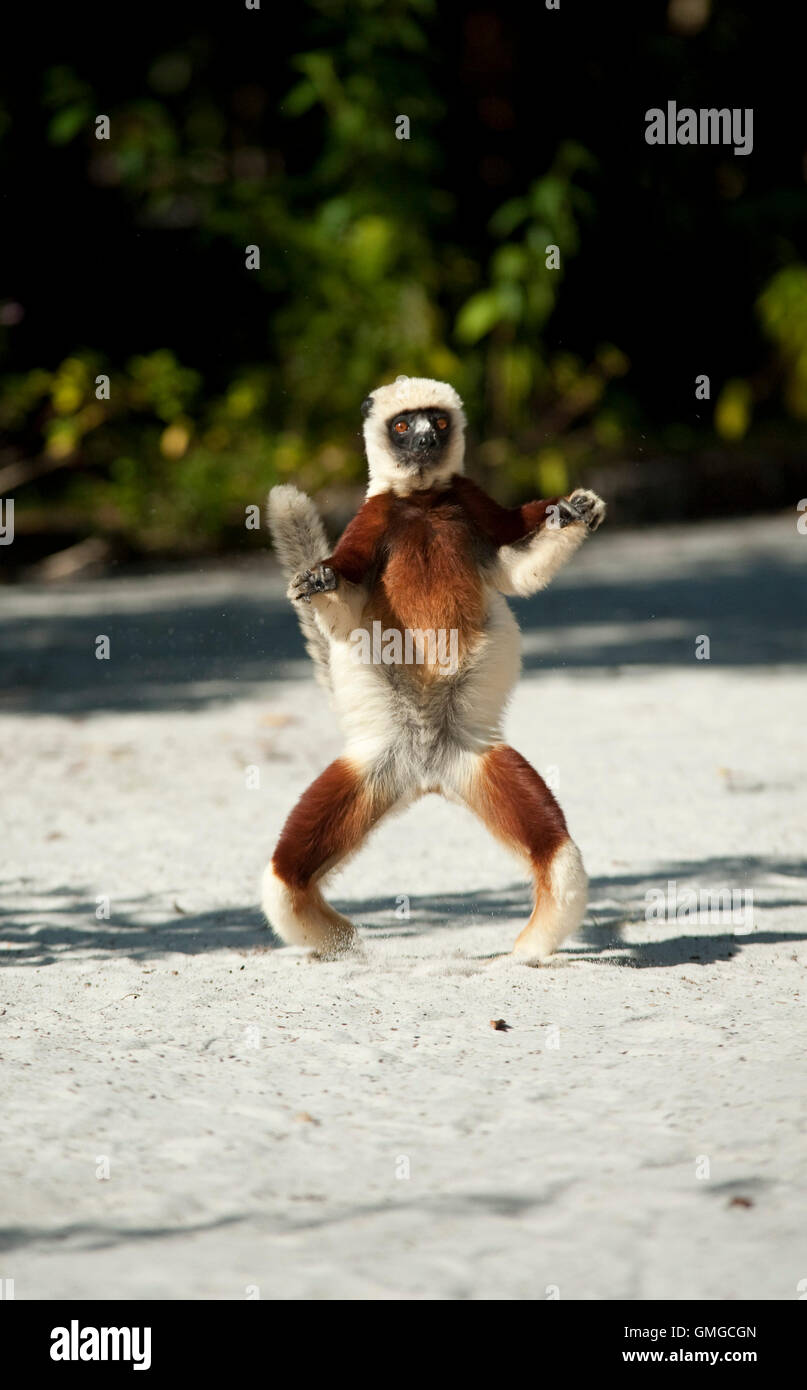 Coquerel's Sifaka Propithecus coquereli Madagascar Stock Photo - Alamy