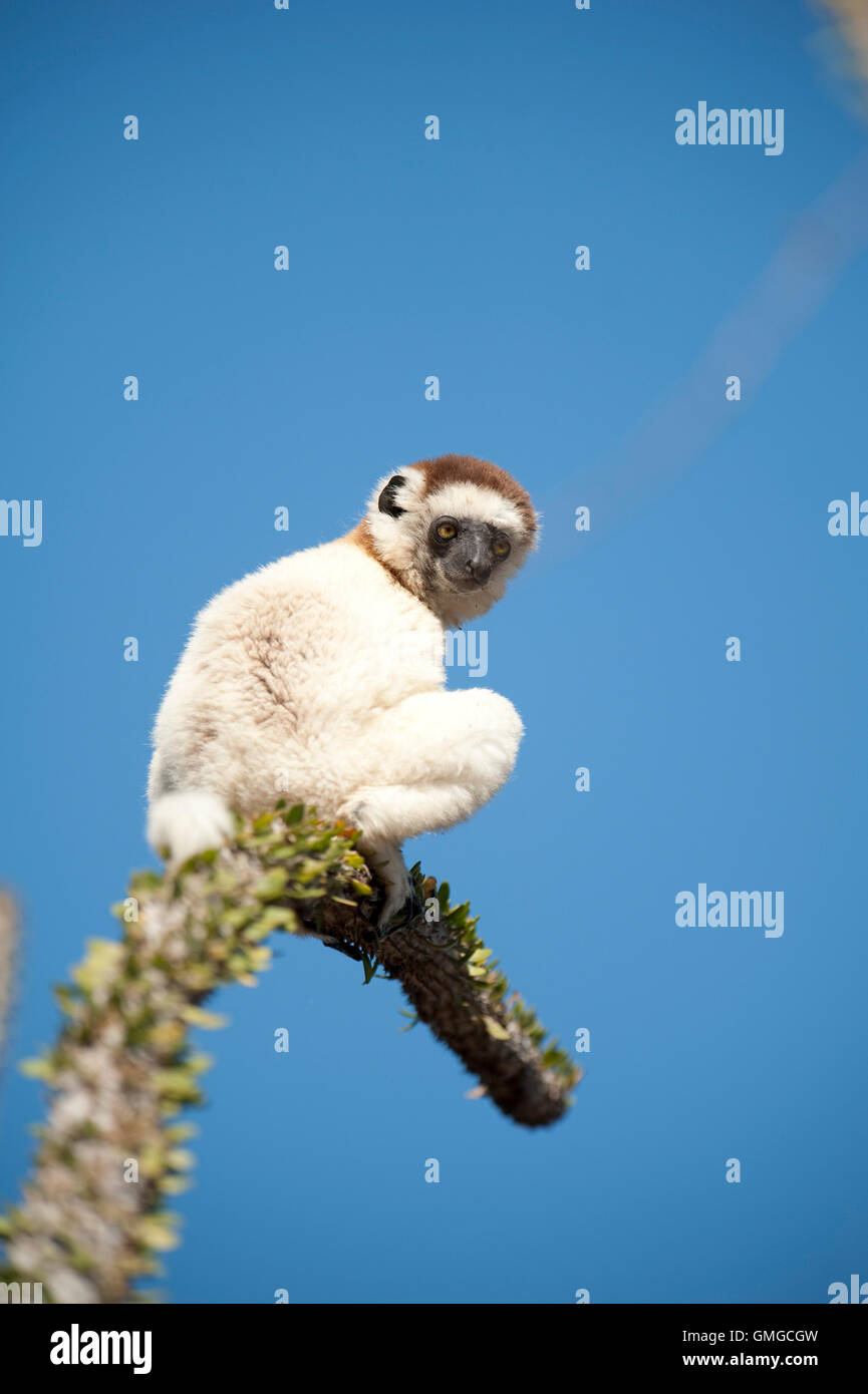 Verreaux's sifaka Propithecus verreauxi Madagascar Stock Photo - Alamy
