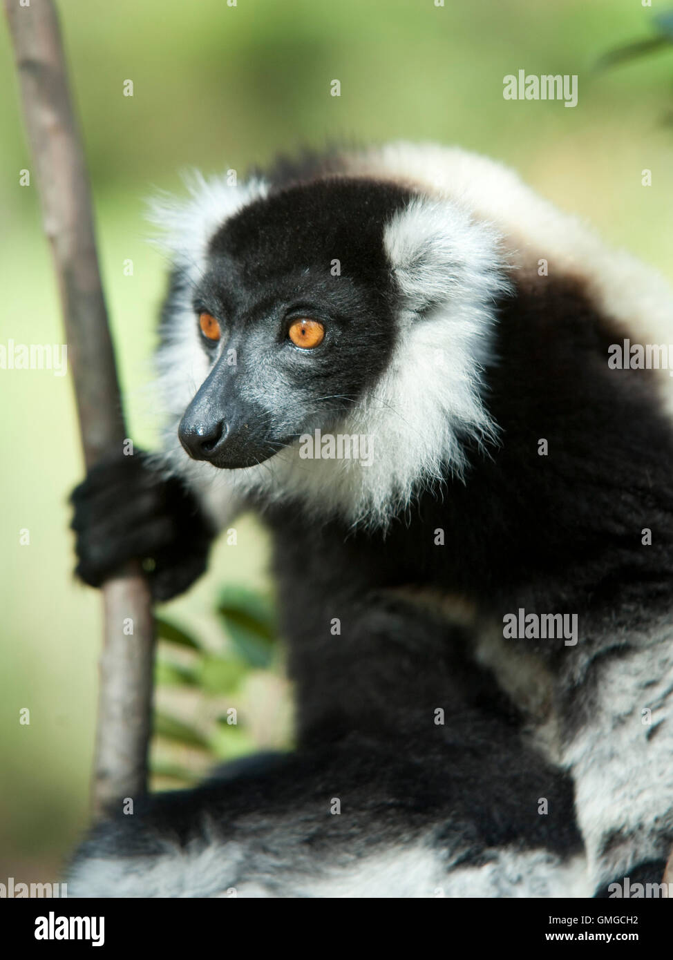 Black and White Ruffed Lemur Madagascar Stock Photo - Alamy
