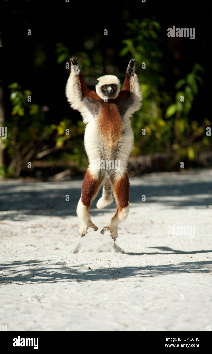 Coquerel's Sifaka Propithecus coquereli Madagascar Stock Photo - Alamy