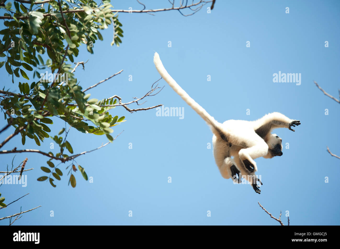 Verreaux's sifaka Propithecus verreauxi Madagascar Stock Photo - Alamy