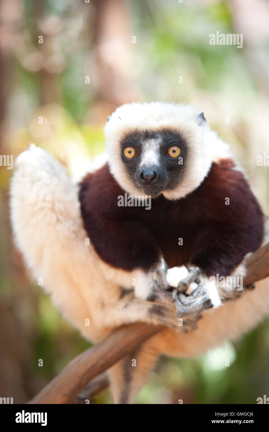 Coquerel's sifaka Propithecus coquereli Madagascar Stock Photo - Alamy