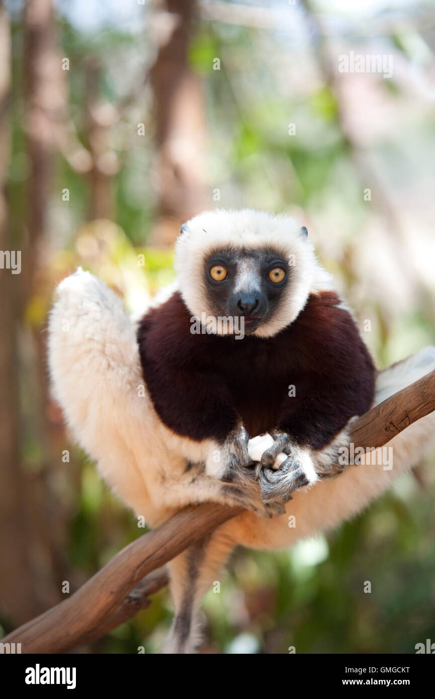 Coquerel's sifaka Propithecus coquereli Madagascar Stock Photo - Alamy